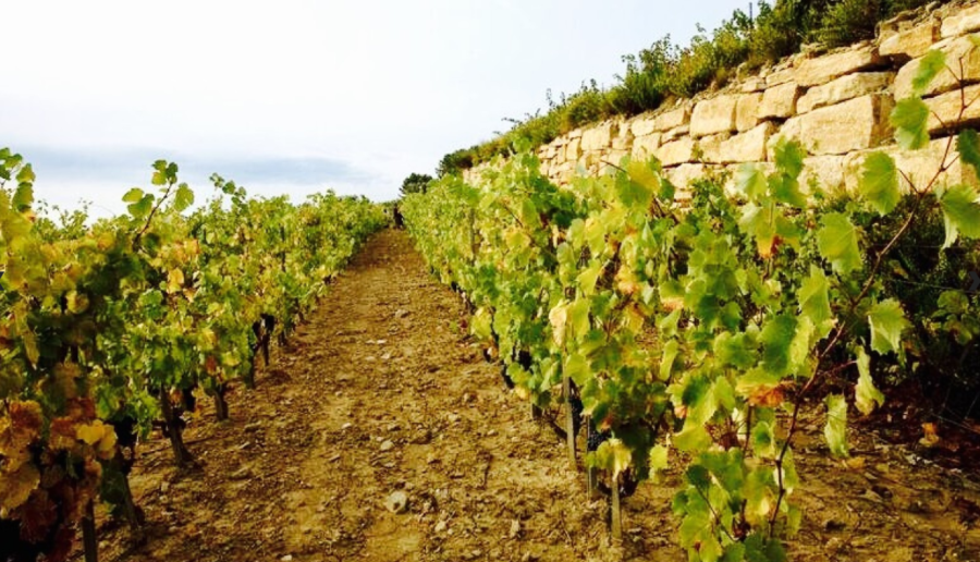 Venez à la découverte des superbes vins du Domaine de la Bégude dans l ...