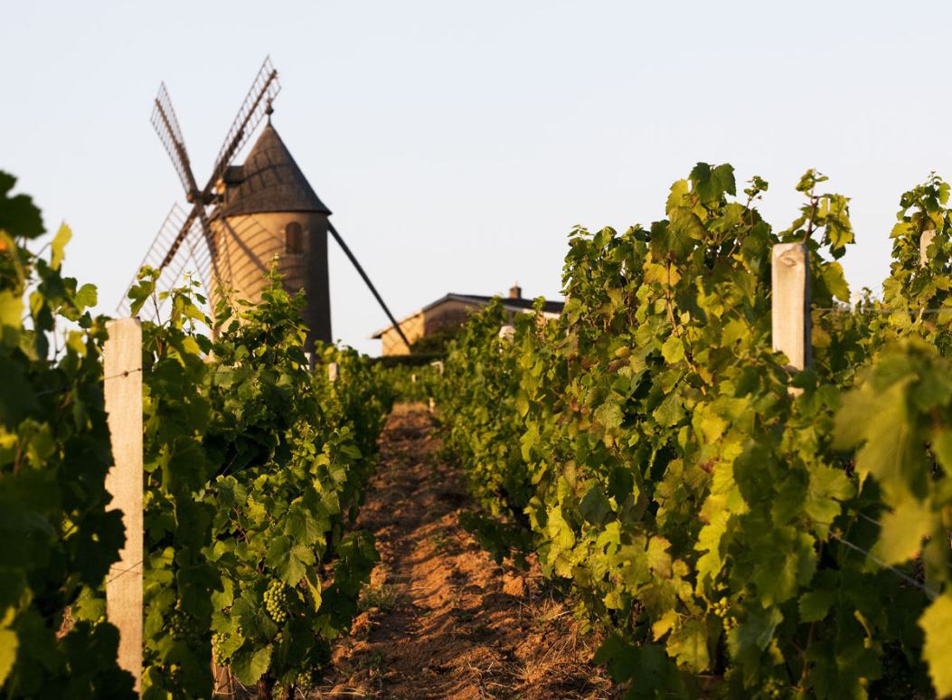 Exceptionnel, intense et d’une superbe profondeur! Château du Moulin-à ...