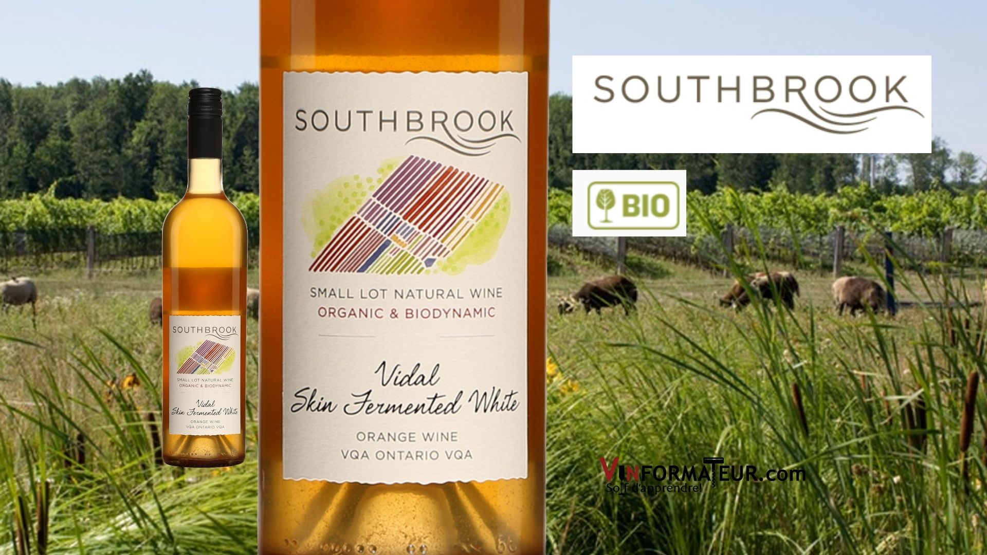Très beau vin orange bio! Southbrook 2019 | Vinformateur