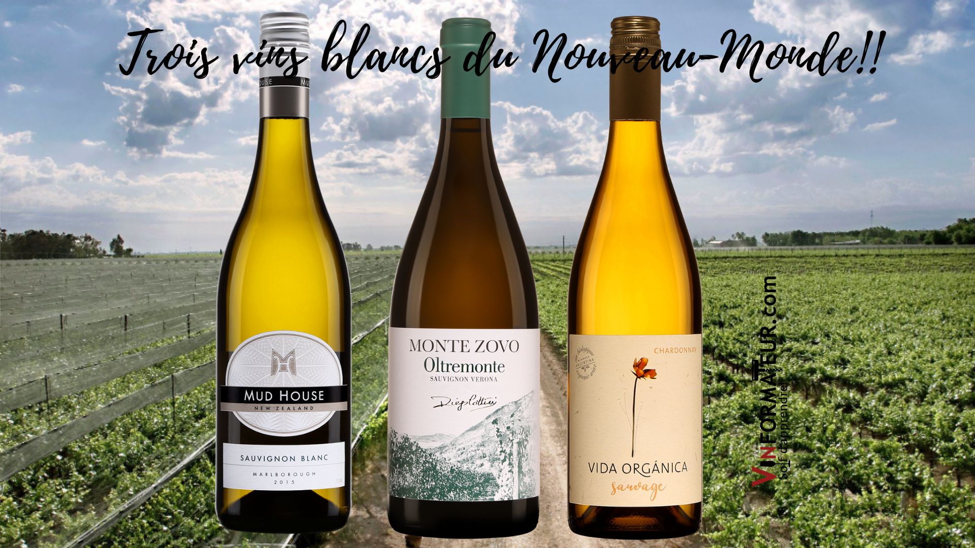 Trois beaux vins blancs du Nouveau-Monde! | Vinformateur