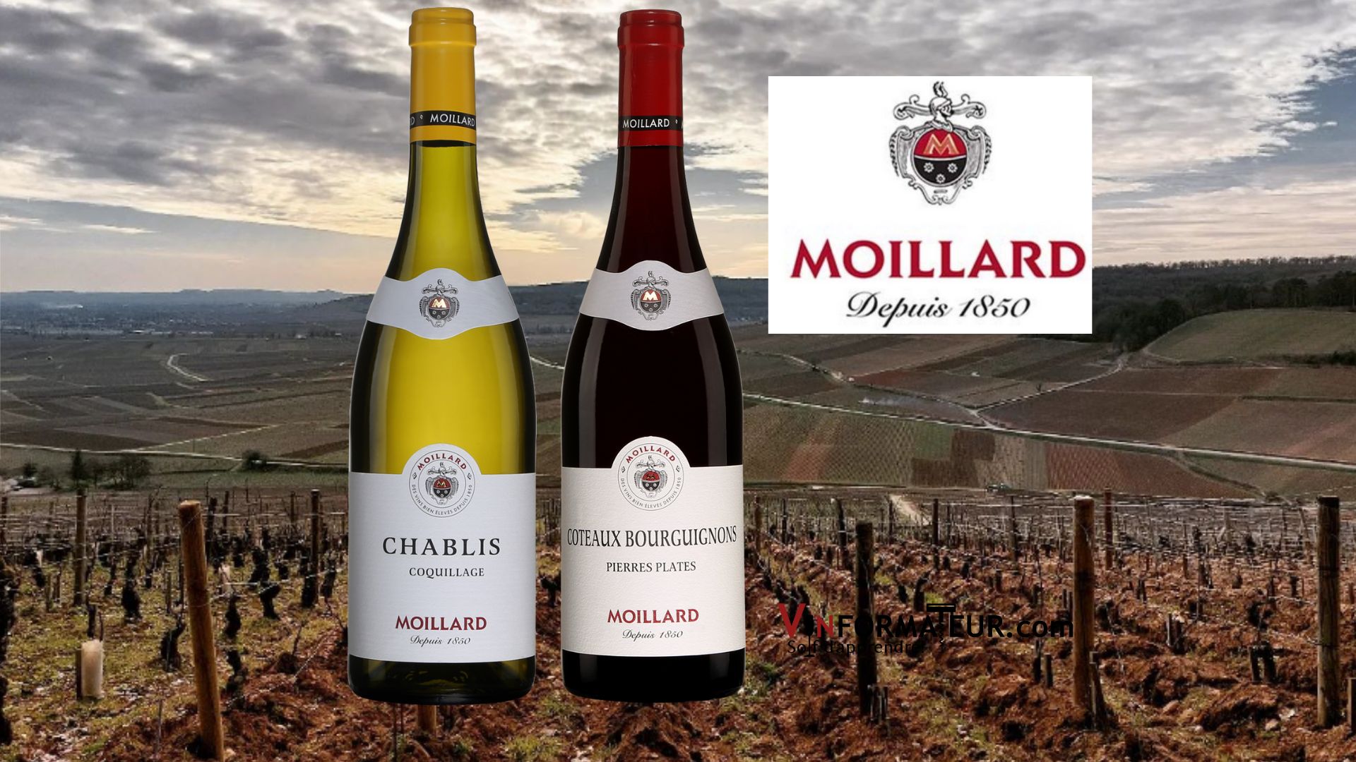 Chablis et Côteaux Bourguignons Moillard | Vinformateur
