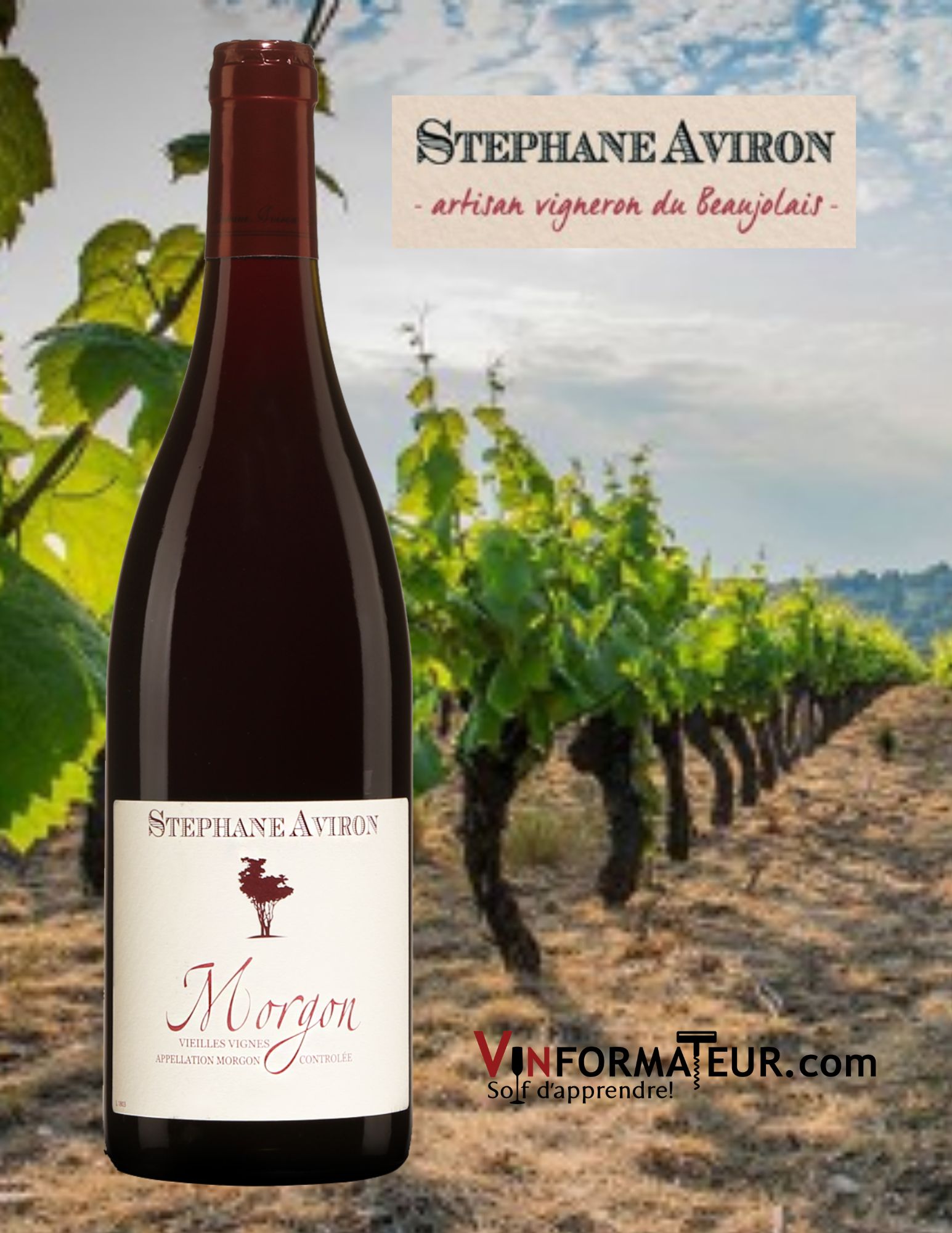 Morgon Stéphane Aviron 2021 | Vinformateur
