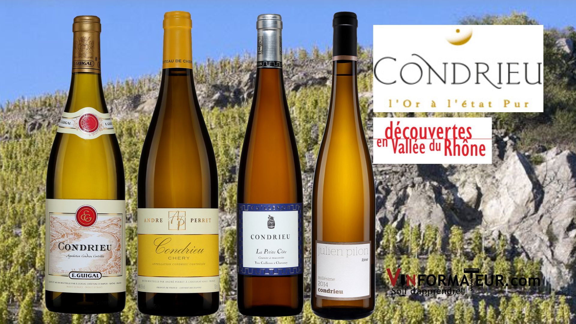 Vins de Condrieu de l'or à l'état pur! | Vinformateur