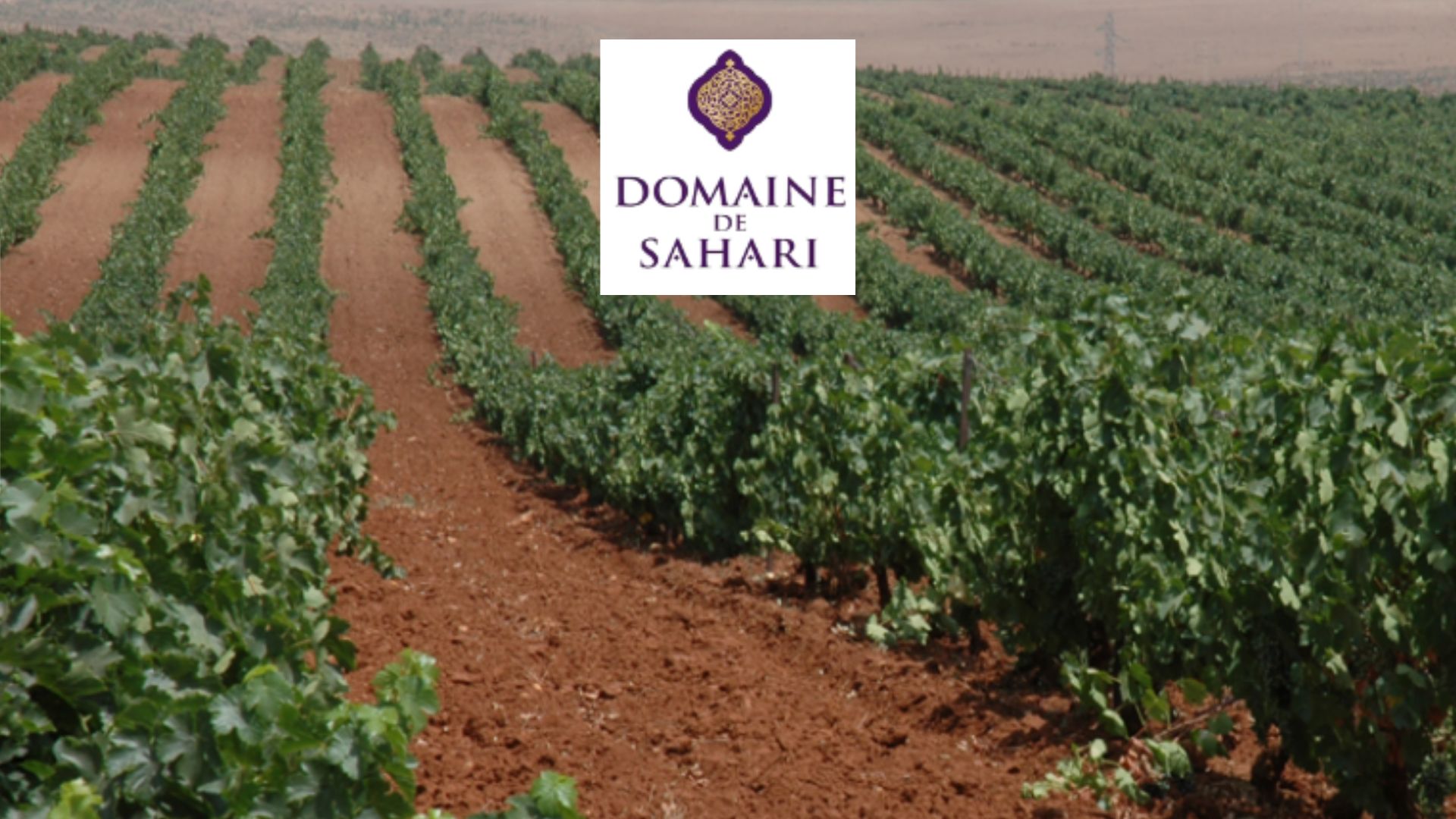 Vin du Maroc Domaine de Sahari | Vinformateur