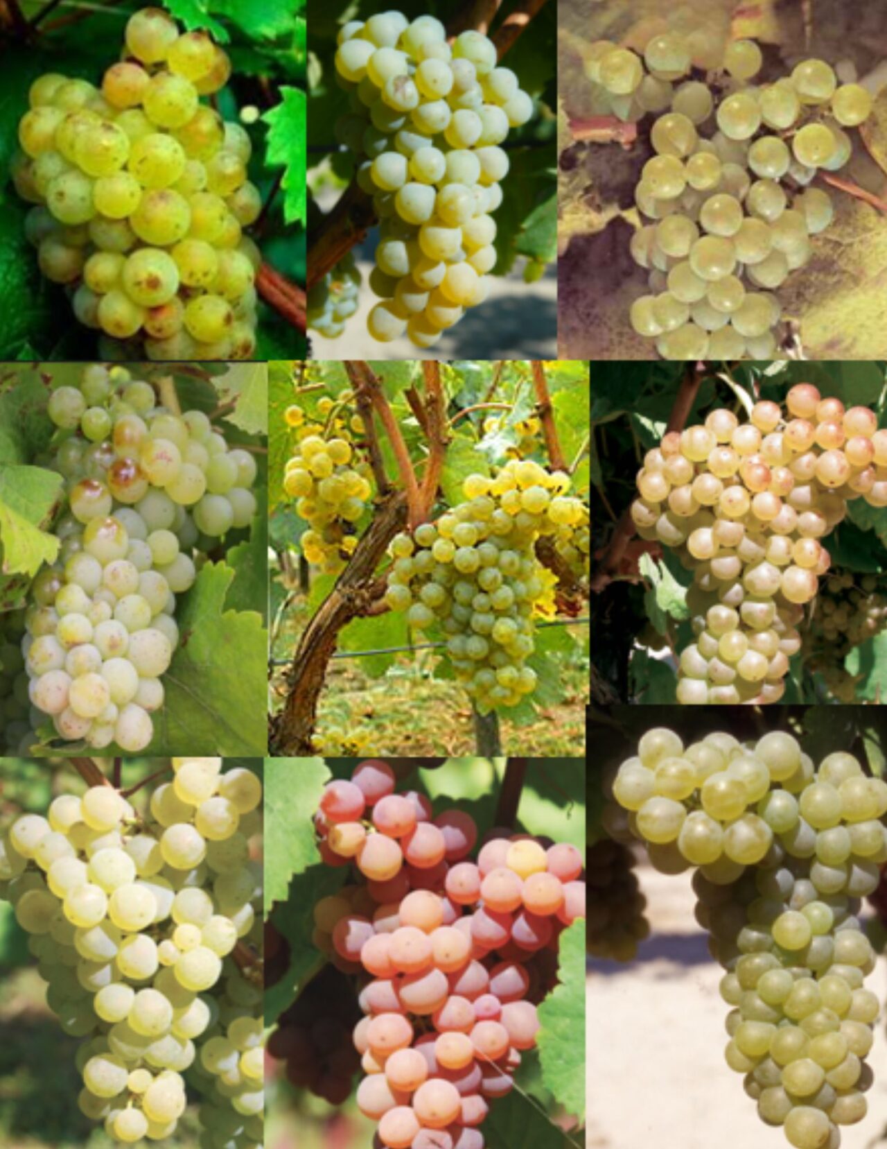 Guide des cépages blancs: caractéristiques et vins recommandés | SAQ ...