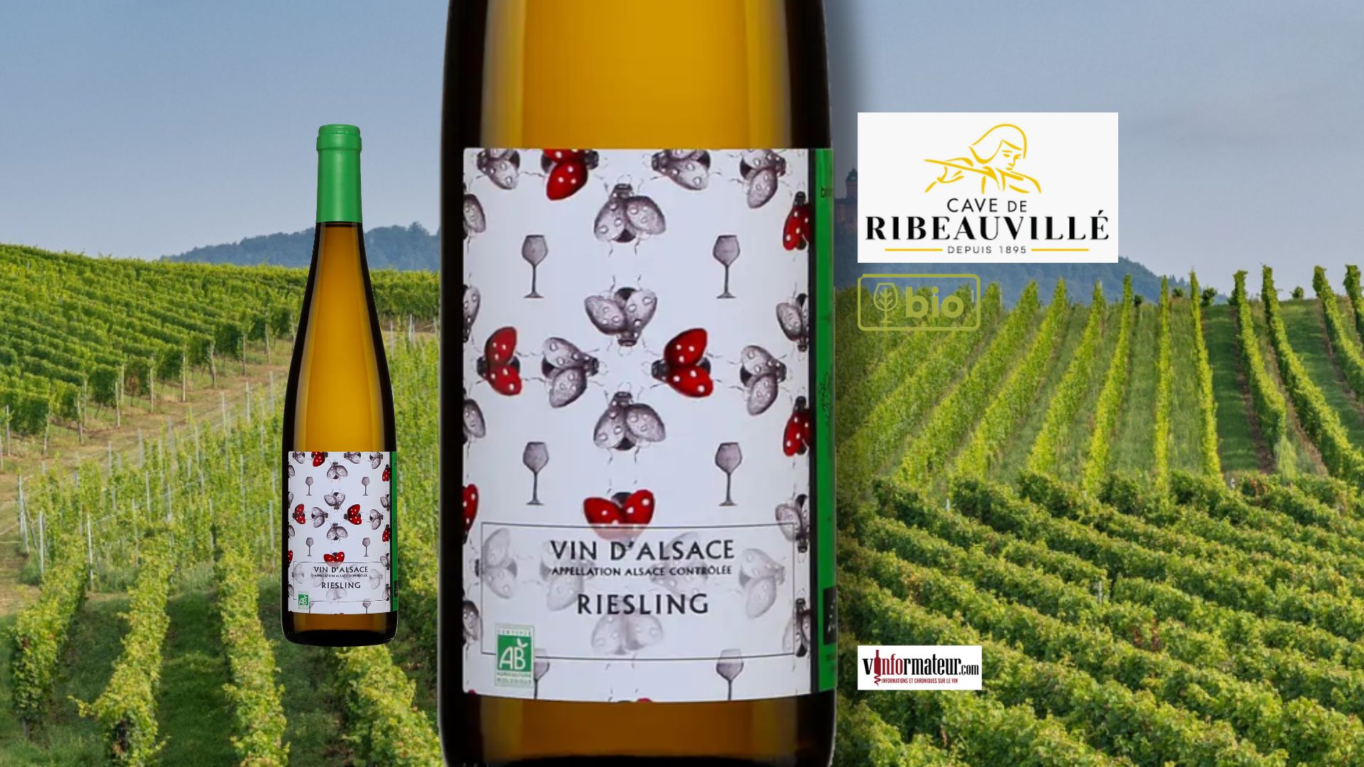 Riesling bio 2021 – Cave de Ribeauvillé à la SAQ | Vinformateur